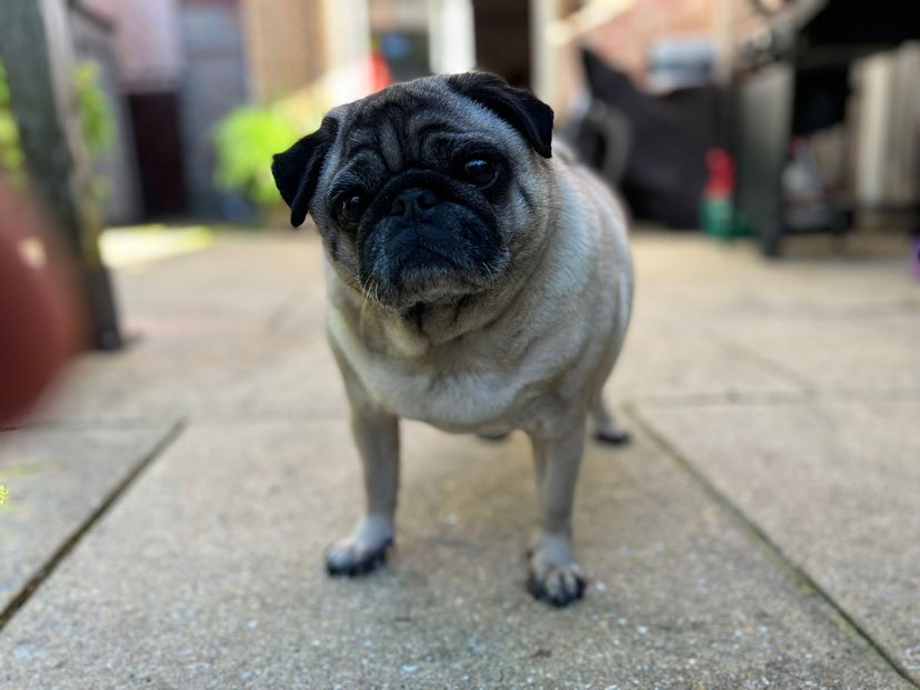 Senior dogs around kids – Kids Around Dogs